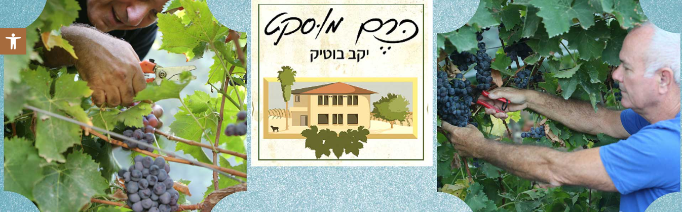 Muscat Vineyard | VineIsrael